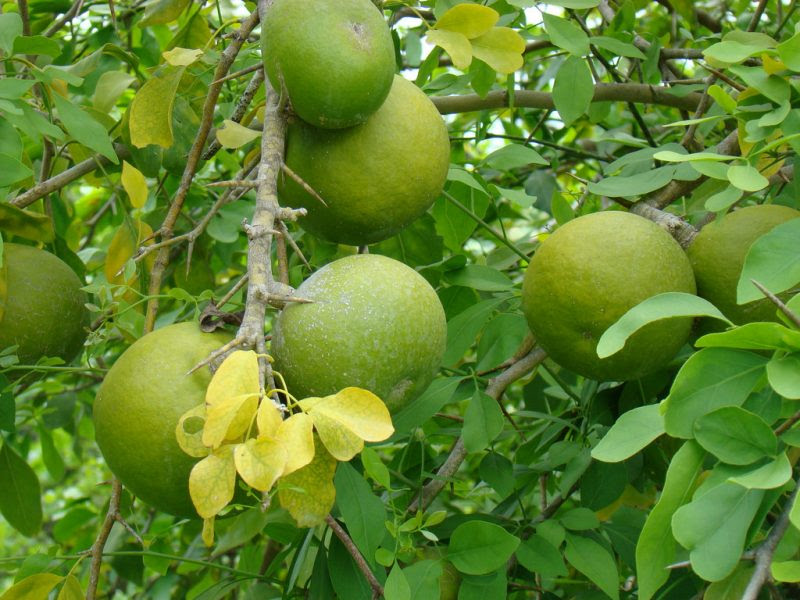 Bael Fruit (Beli) - eLanka