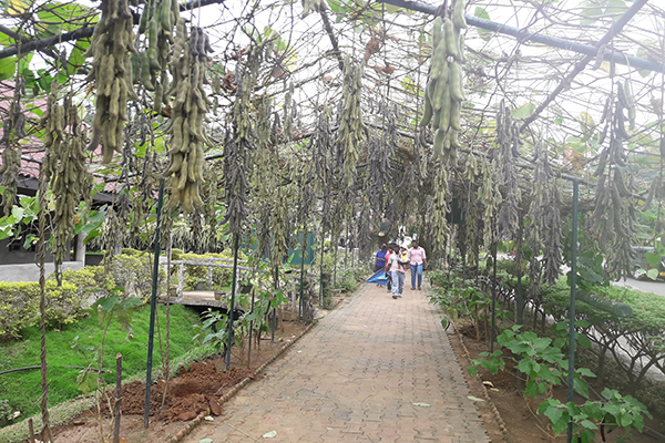 Gannoruwa Agro Technology Park - alluring edible landscaping By ...