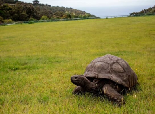 Jonathan, the world's oldest tortoise, marks his 190th with fanfare and ...