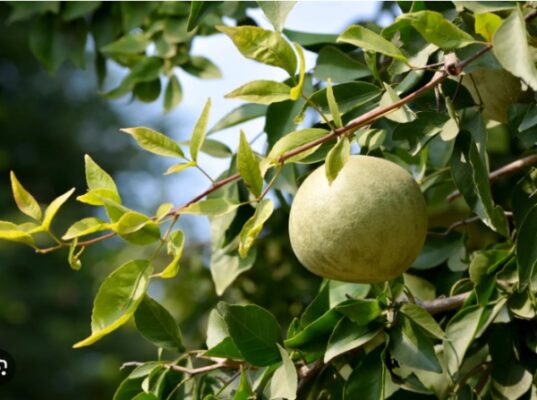 Exploring the Health Benefits and Culinary Delights of Bael Fruit-by ...