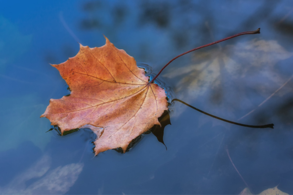 “As the Days Fade Away…..” - By Noor Rahim - eLanka