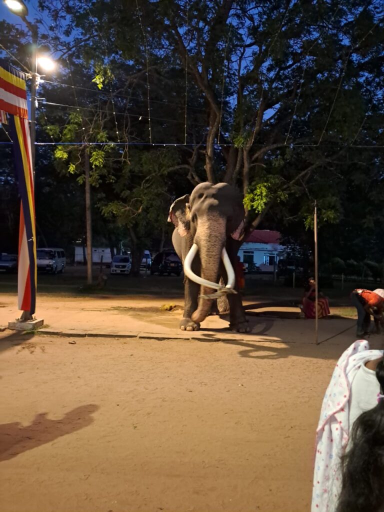 Kataragama Wasana: The Majestic Tusked Elephant of Sri Lanka-by Kalani ...